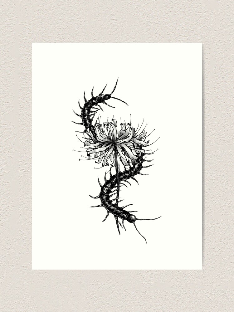 Centipede Art Reference