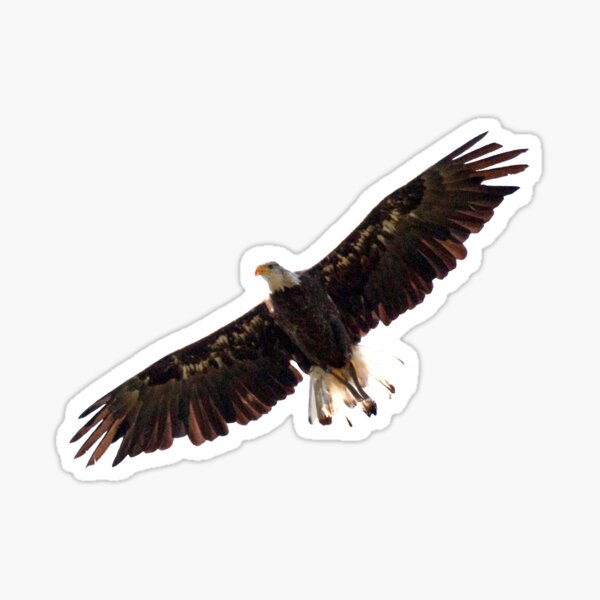 "Bald Eagle soaring" Sticker for Sale by EndoWomanArt | Redbubble