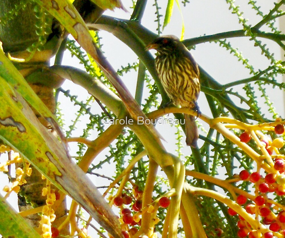 "Palmchat National bird of DR" by Carole Boudreau | Redbubble