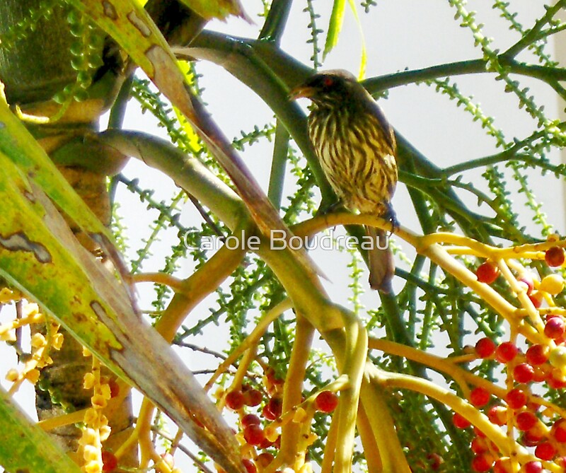 "Palmchat National bird of DR" by Carole Boudreau | Redbubble