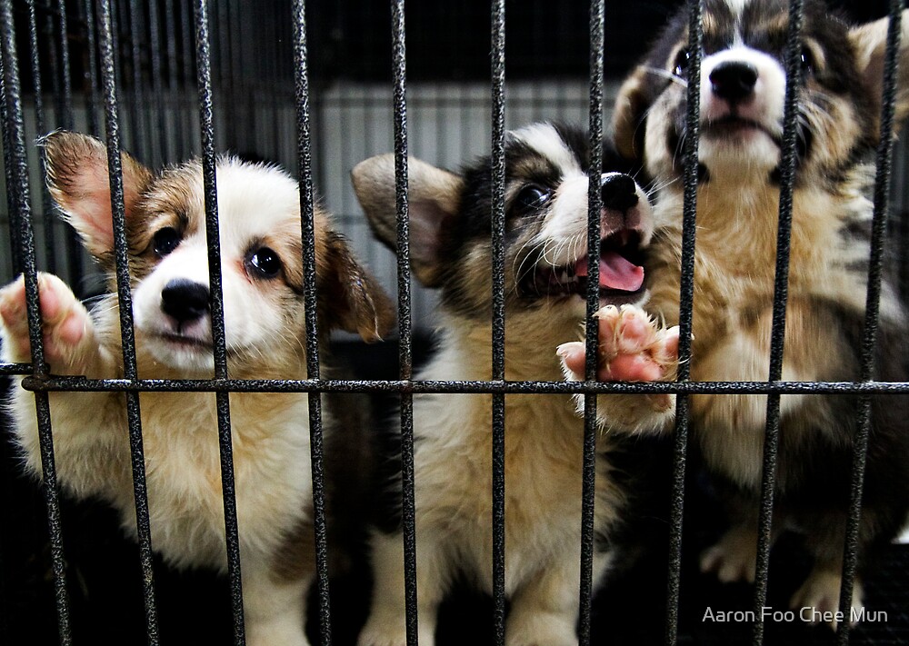 "Happy Caged Puppies" by Aaron Foo Chee Mun | Redbubble