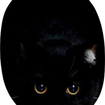 "Uni Unico Uniuni Black Maxwell Cat Oval" Sticker for Sale by habeebm ...
