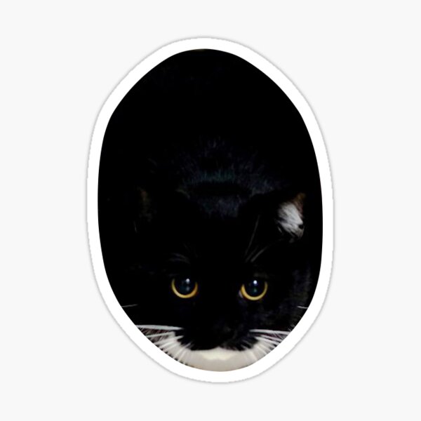 "Uni Unico Uniuni Black Maxwell Cat Oval" Sticker for Sale by habeebm ...