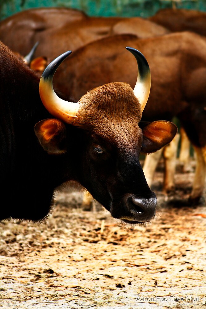 "The Bull" by Aaron Foo Chee Mun | Redbubble