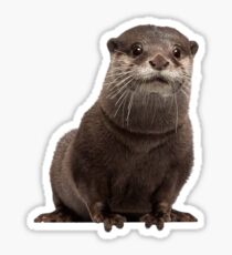 Otter Stickers | Redbubble