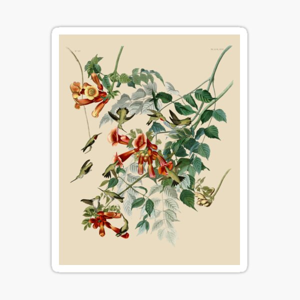 "Vintage Hummingbird Illustration - Birds of America - 1800s" Sticker ...