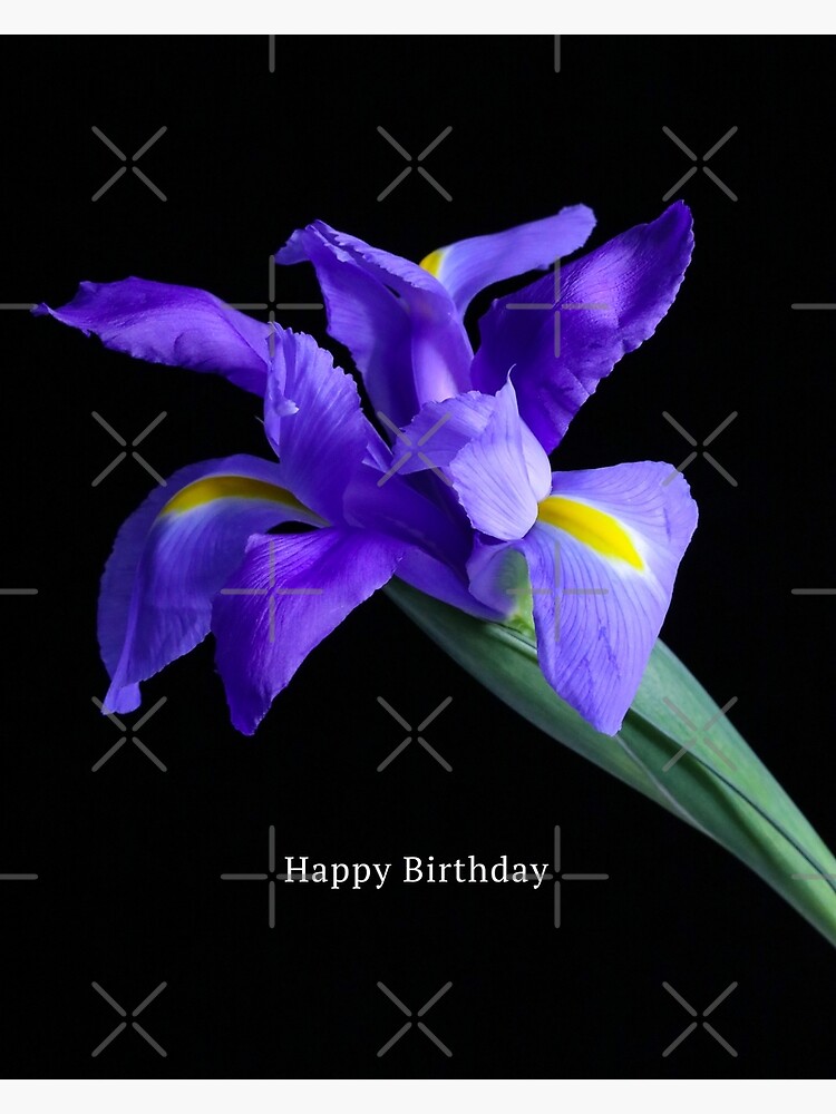 Happy Birthday Iris Flowers Happy Birthday Free Image 521