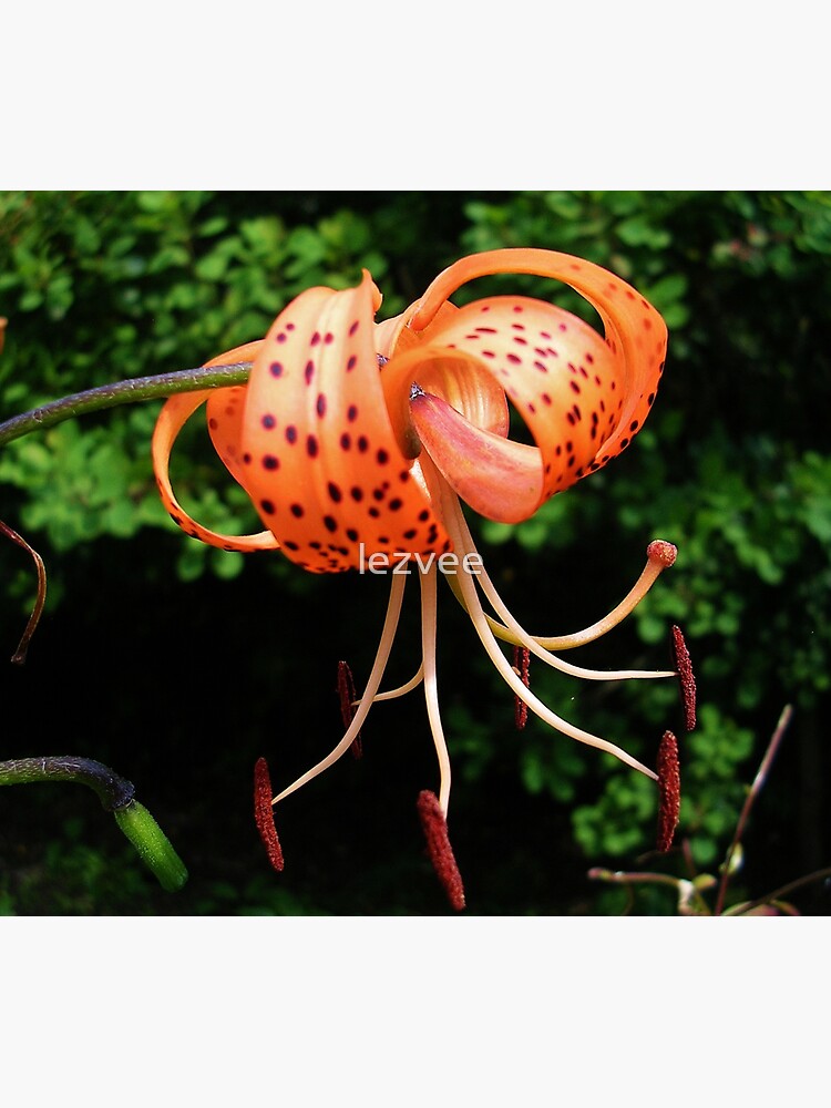 "Tiger Lily" Sticker by lezvee | Redbubble