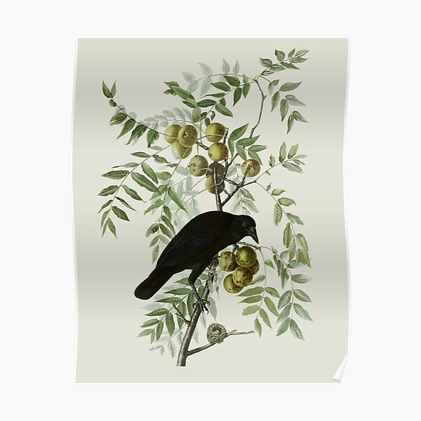 "Vintage Crow Illustration " Poster for Sale by fineearth | Redbubble