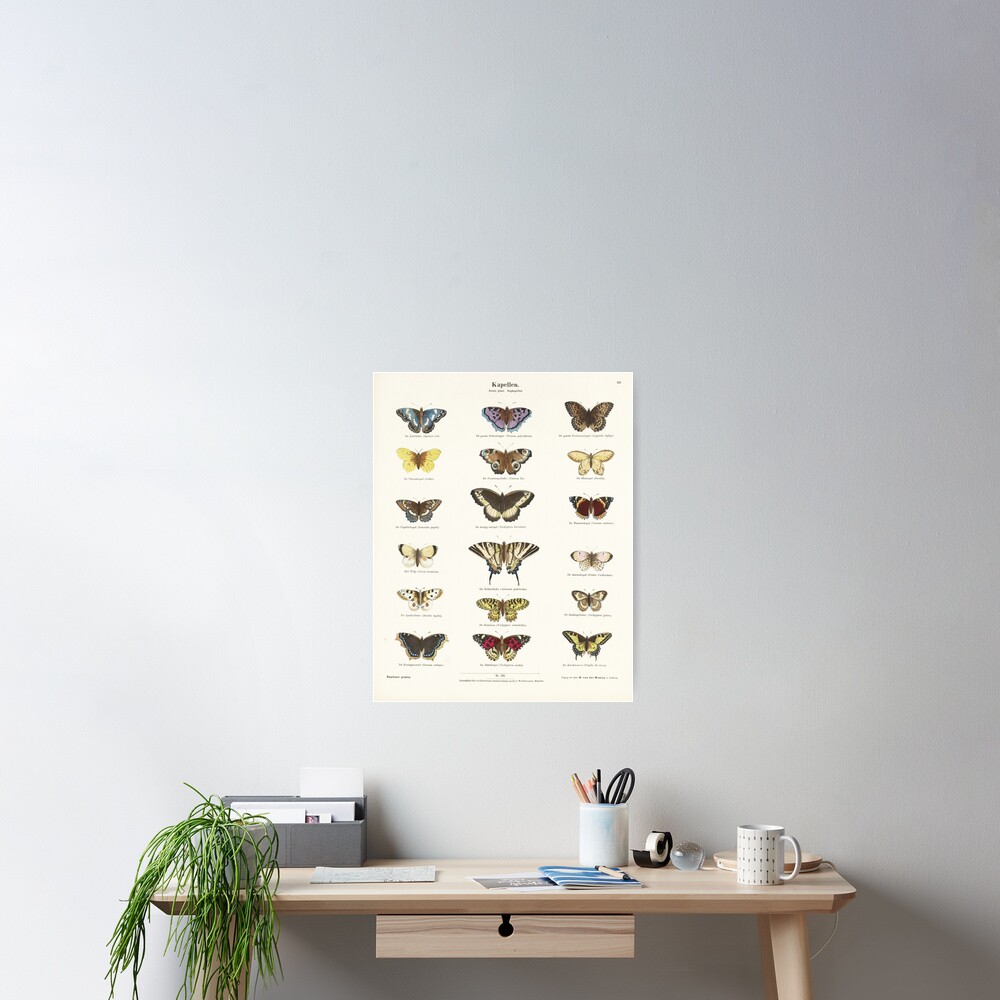 "Vintage Butterfly Chart" Poster for Sale by fineearth | Redbubble