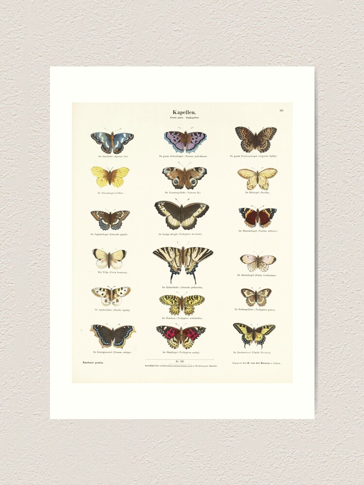 "Vintage Butterfly Chart" Art Print for Sale by fineearth | Redbubble
