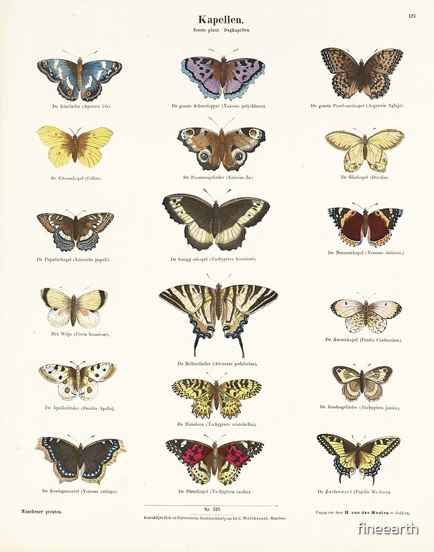 "Vintage Butterfly Chart" by vintage wall art | Redbubble