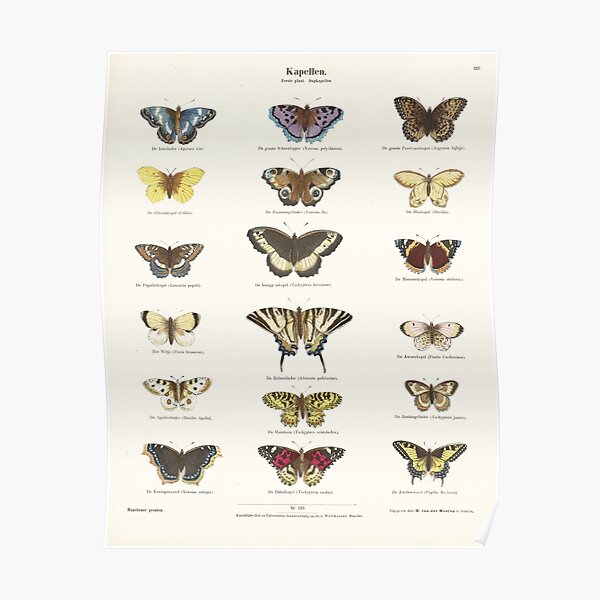 "Vintage Butterfly Chart" Poster for Sale by fineearth | Redbubble