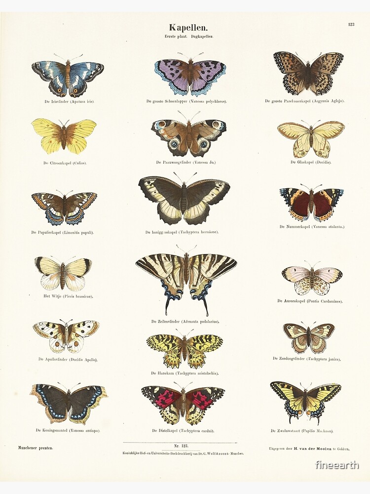 Vintage Butterfly Chart Butterflies – Thepuzzlesivedone