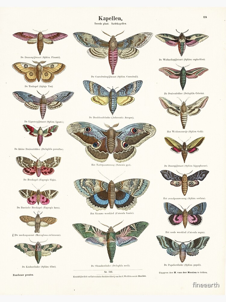 "Vintage Moth Chart" Art Print by fineearth | Redbubble