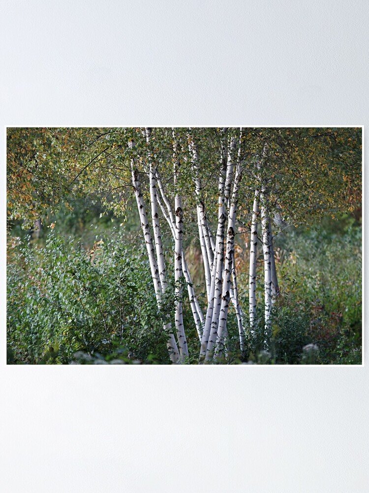 "Birch trees" Poster by backyardwonders | Redbubble