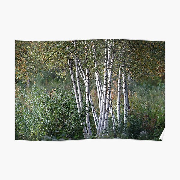 "Birch trees" Poster by backyardwonders | Redbubble