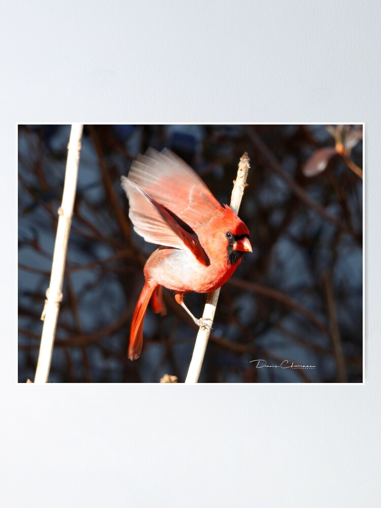 "northern cardinal " Poster by dennischeeseman | Redbubble