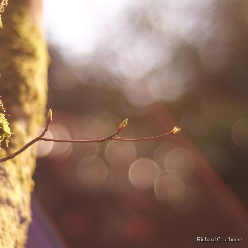 "" Chance Encounters In The Garden Of Light "" by Richard Couchman ...