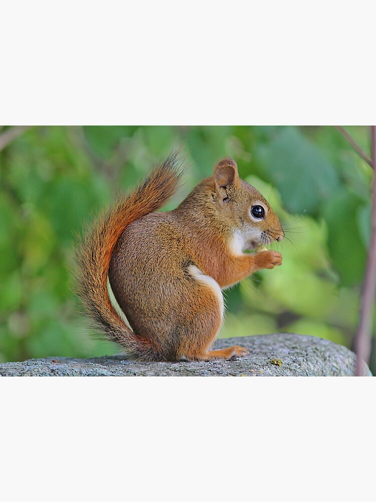"Bright eyes - red squirrel" Poster for Sale by Linda Crockett | Redbubble