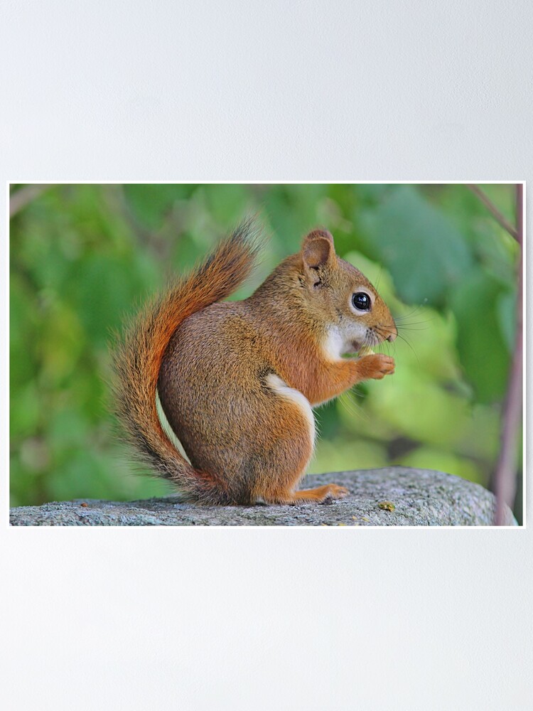 "Bright eyes - red squirrel" Poster for Sale by Linda Crockett | Redbubble