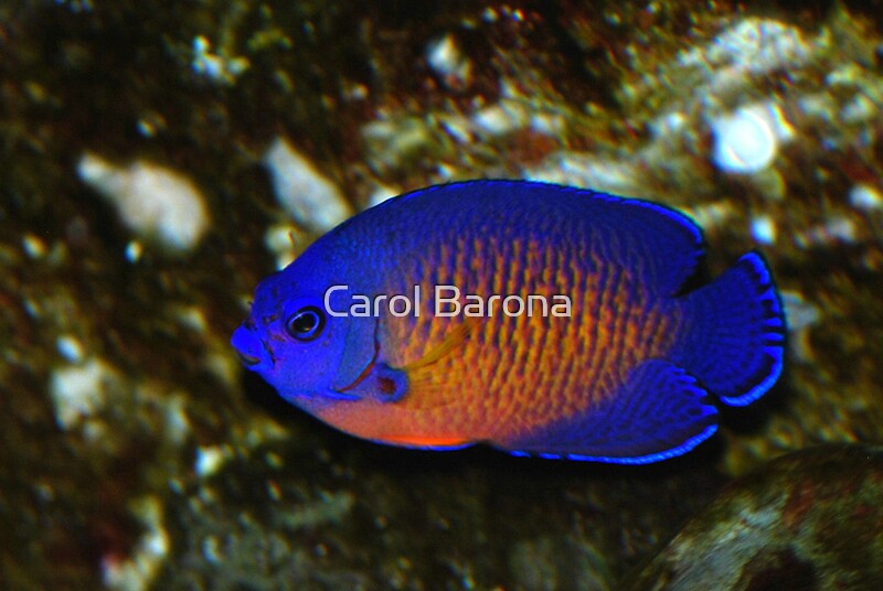 "Electric Blue Angel" by Carol Barona | Redbubble