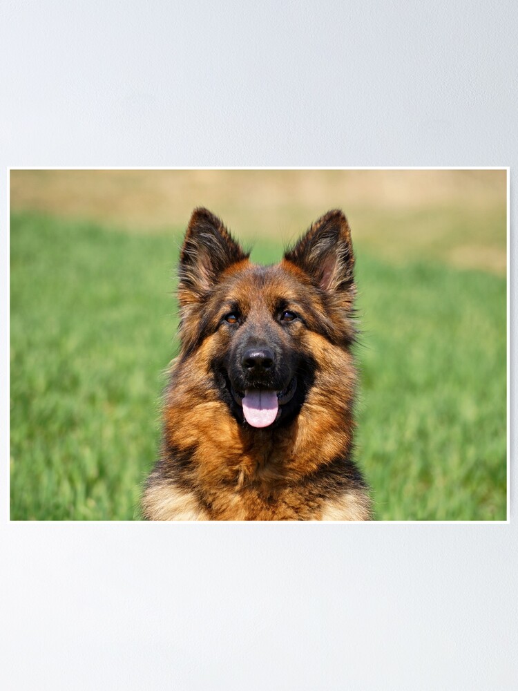 "Happy Shepherd" Poster by SandyK | Redbubble