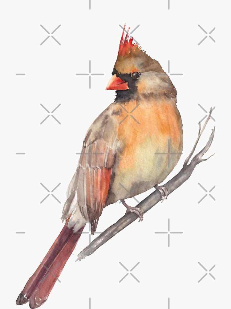 "Red cardinal bird." Sticker for Sale by Inna Patiutko | Redbubble