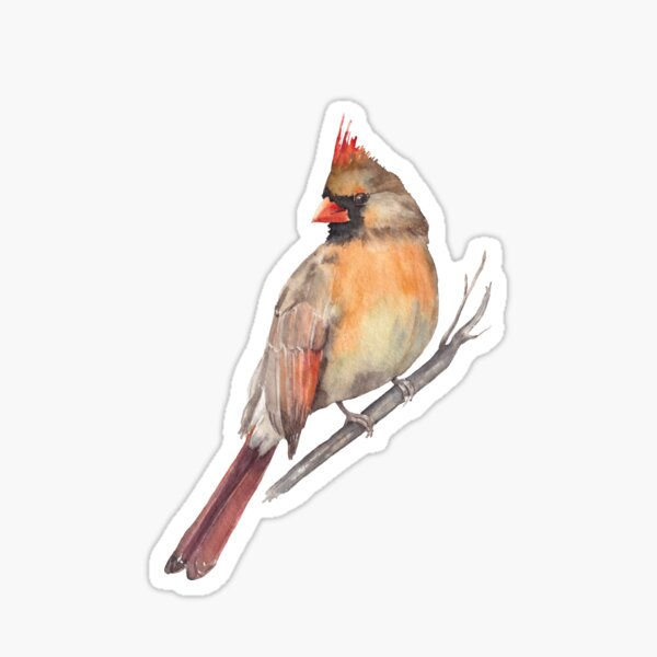 "Red cardinal bird." Sticker for Sale by Inna Patiutko | Redbubble
