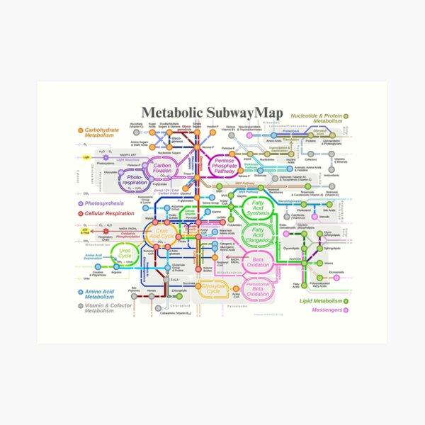 "Metabolic subway metro map pathway" Art Print for Sale by ...