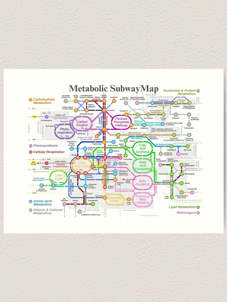 "Metabolic subway metro map pathway" Art Print for Sale by ...