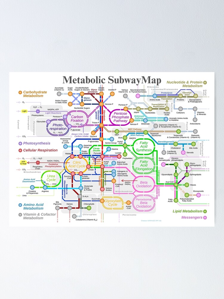 "Metabolic subway metro map pathway" Poster for Sale by ScienceStores | Redbubble