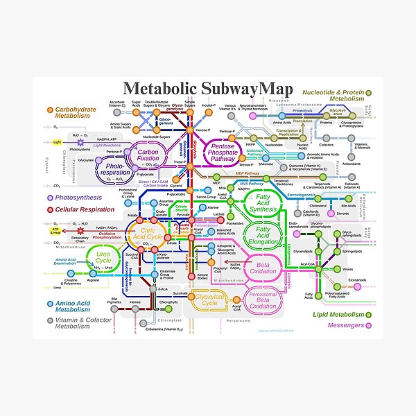 "Metabolic subway metro map pathway" Photographic Print for Sale by ...