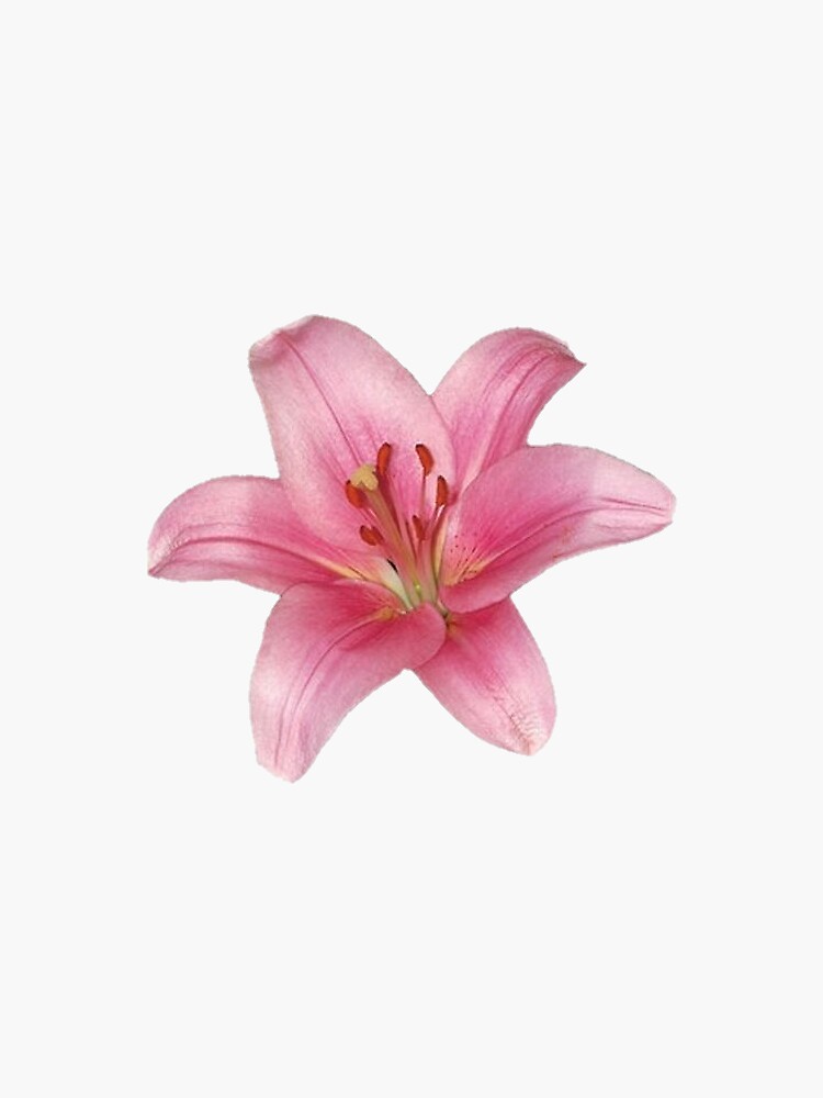 "pink lily flower" Sticker by ---clara--- | Redbubble