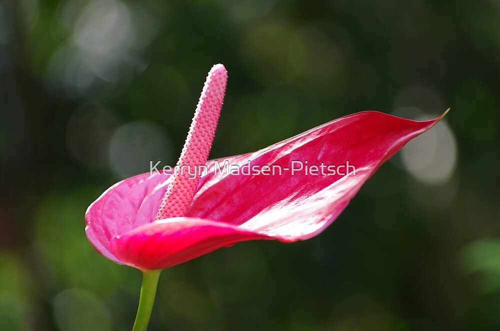 "Pristine - Rose Red Anthurium Lily" by Kerryn Madsen-Pietsch | Redbubble
