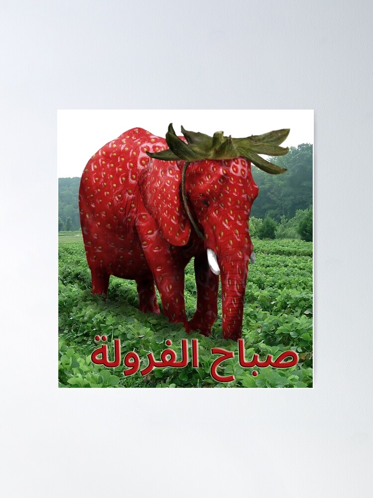 Lustige Elefanten Meme Animal Planet India | Sometimes All We Need Is