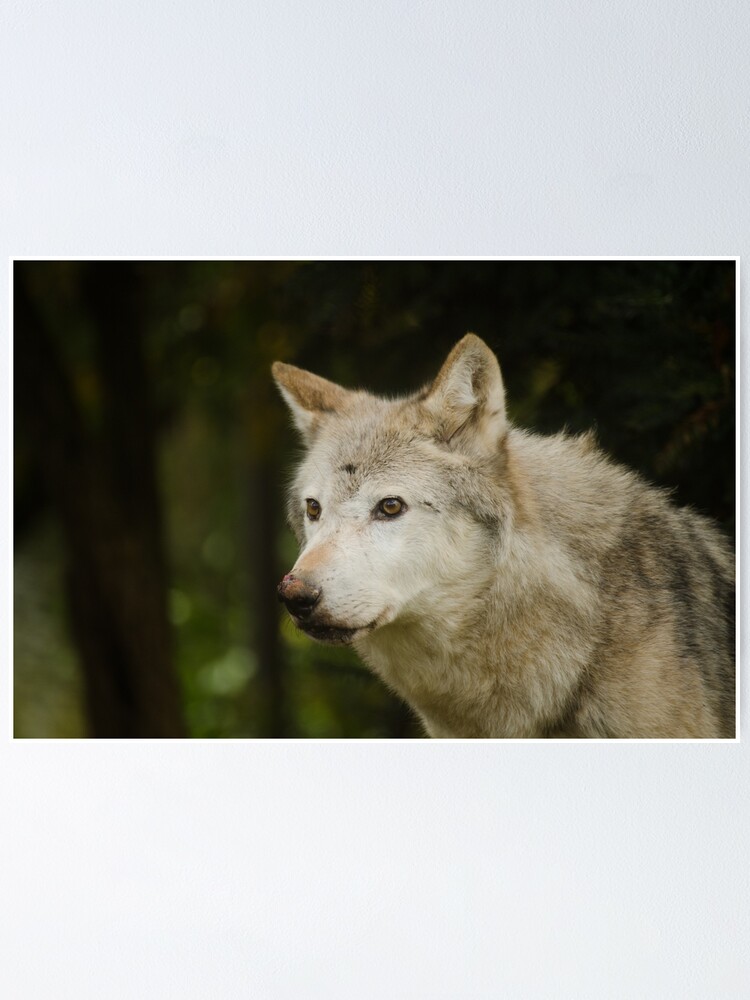 "Grey Wolf " Poster by clgcreativearts | Redbubble