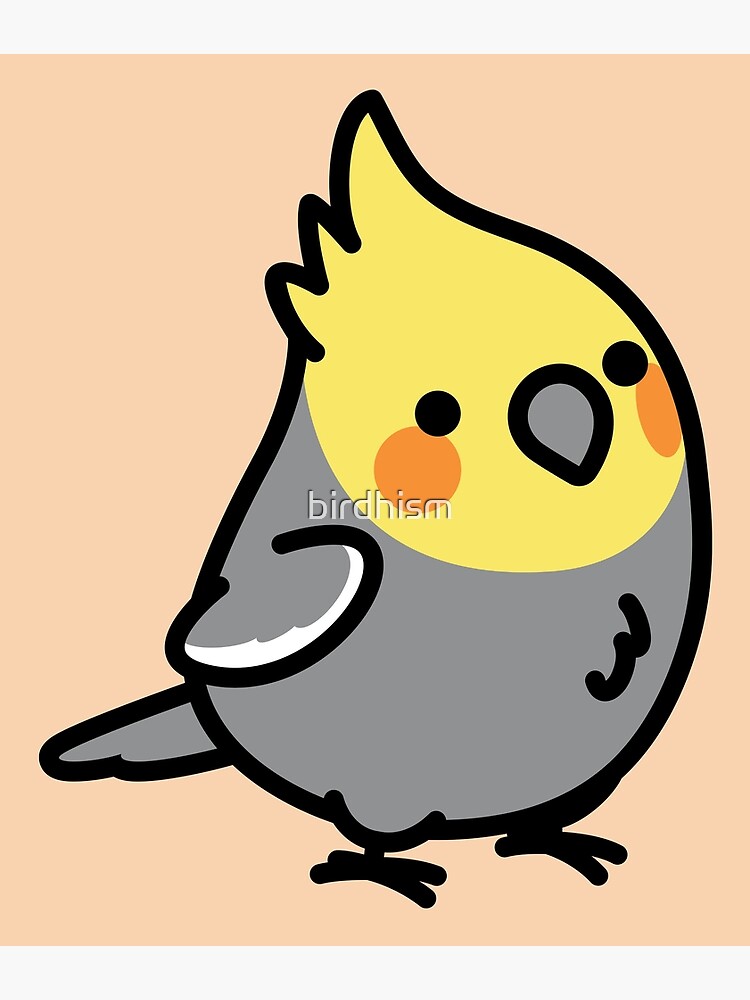 "Chubby Cockatiel " Photographic Print for Sale by birdhism | Redbubble