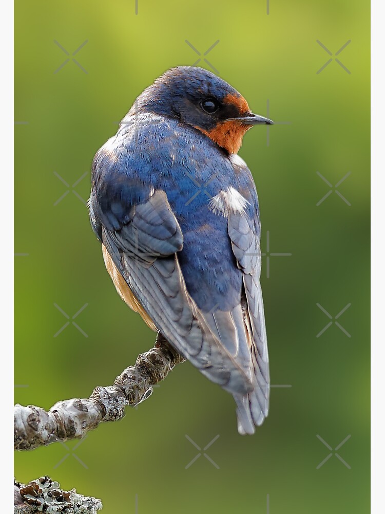 "Profile of a Barn Swallow" Sticker by walkswithnature | Redbubble