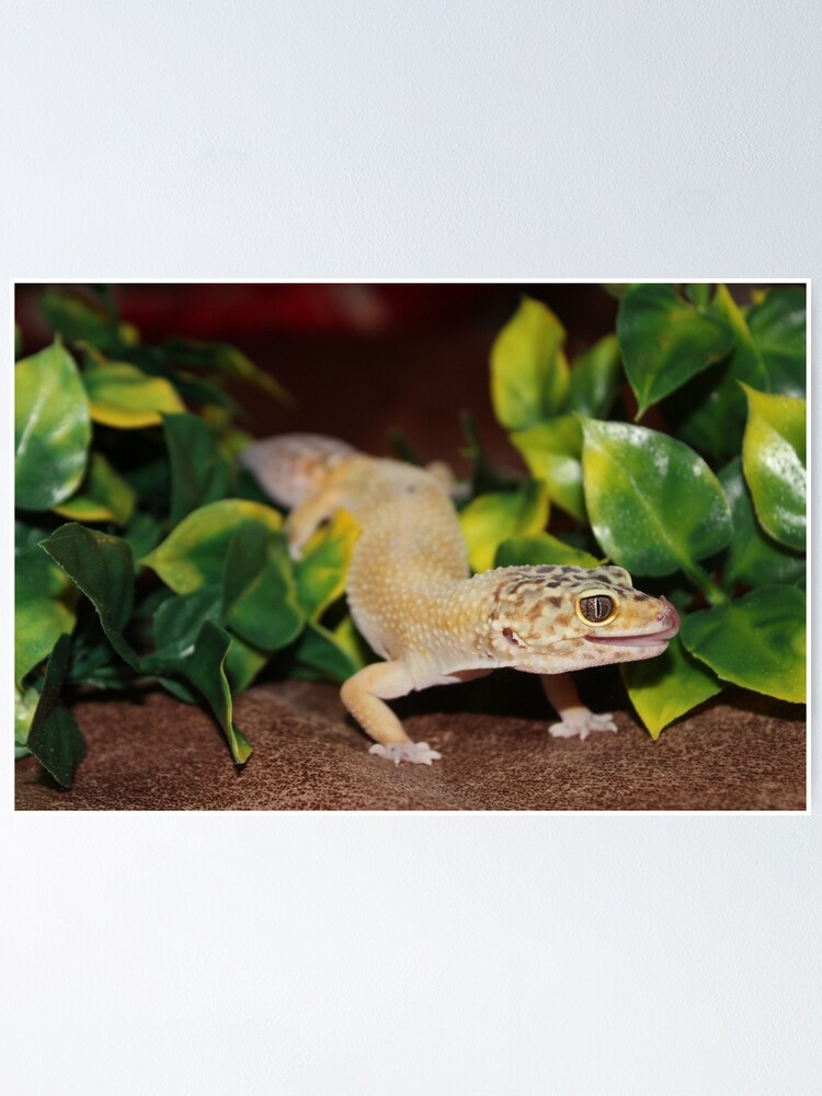 "Leopard Gecko" Poster by emmikenny12 | Redbubble