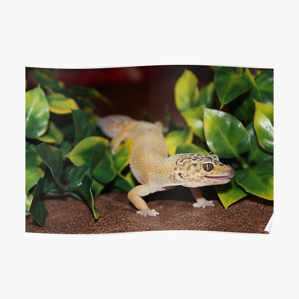 "Leopard Gecko" Poster by emmikenny12 | Redbubble