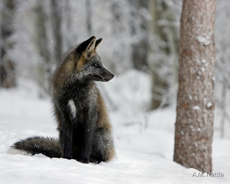 "Silver Fox in Snow" by A.M. Ruttle | Redbubble