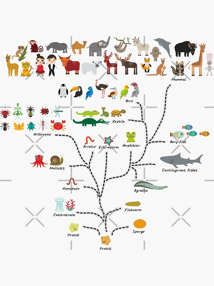 "Evolution scale from unicellular organism to mammals. Evolution in ...