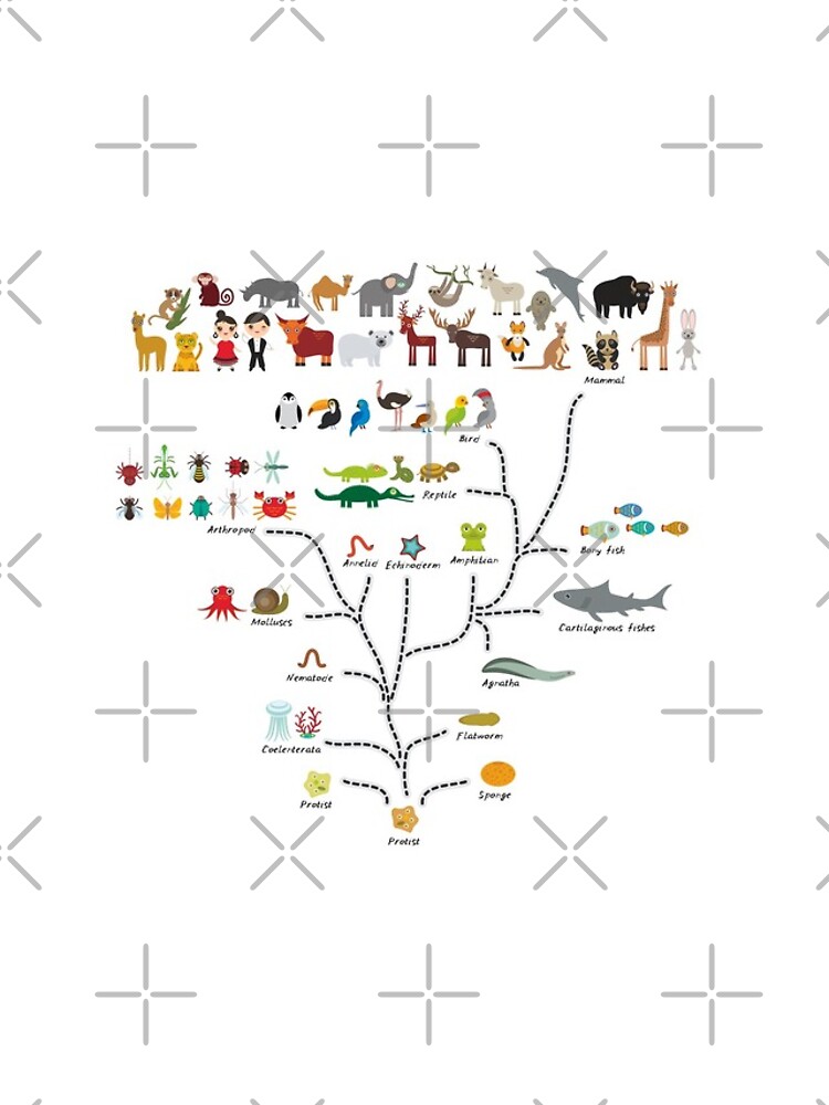 "Evolution scale from unicellular organism to mammals. Evolution in ...