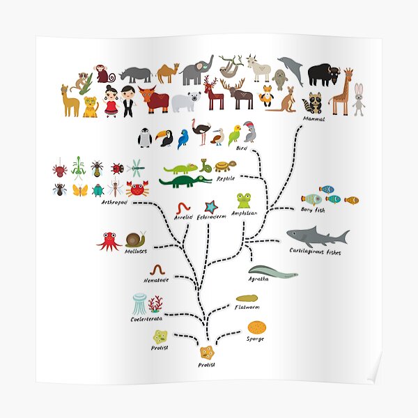"Evolution scale from unicellular organism to mammals. Evolution in ...