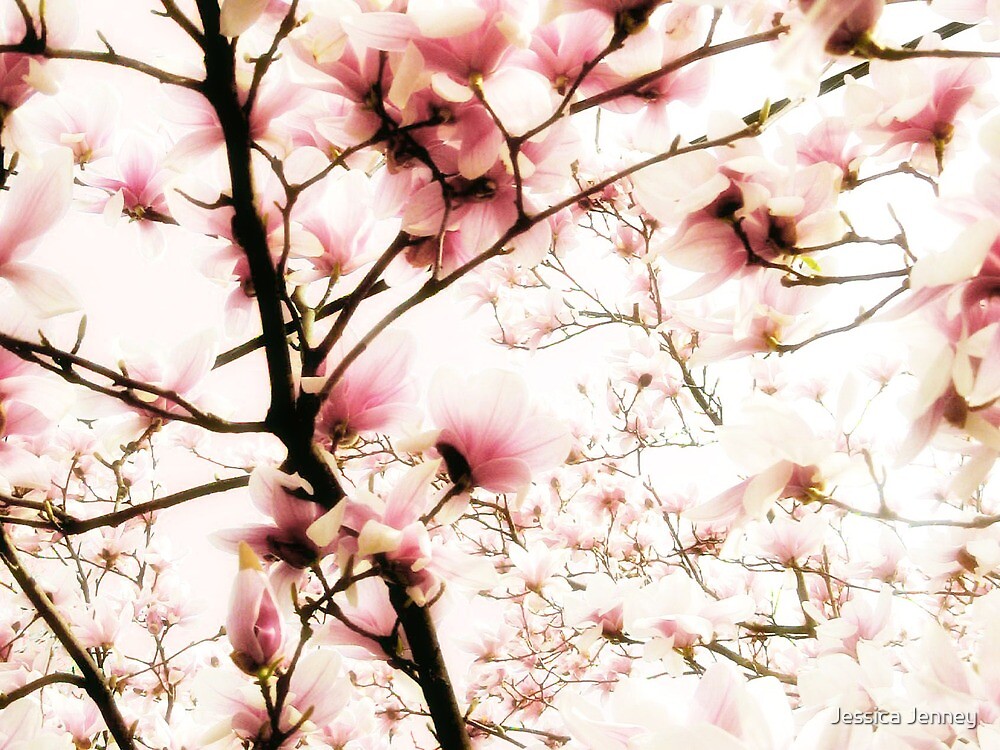 "Sugar Magnolia" by Jessica Jenney | Redbubble