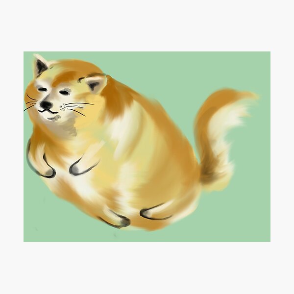 "Fat Shiba Inu" Photographic Print by ienjoycatsss | Redbubble