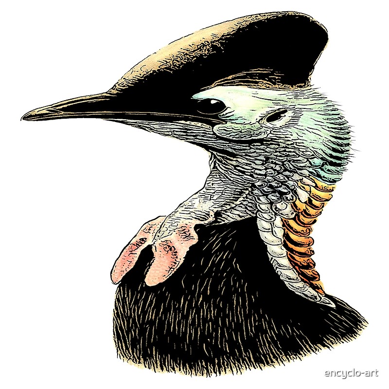 "Cassowary Ratite Bird by EncycloArt | Australian Birdwatching ...