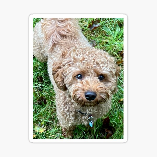 Cavapoo Merch & Gifts for Sale | Redbubble