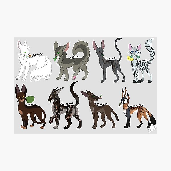 "Windclan Medicine Cats" Photographic Print by Draikinator | Redbubble